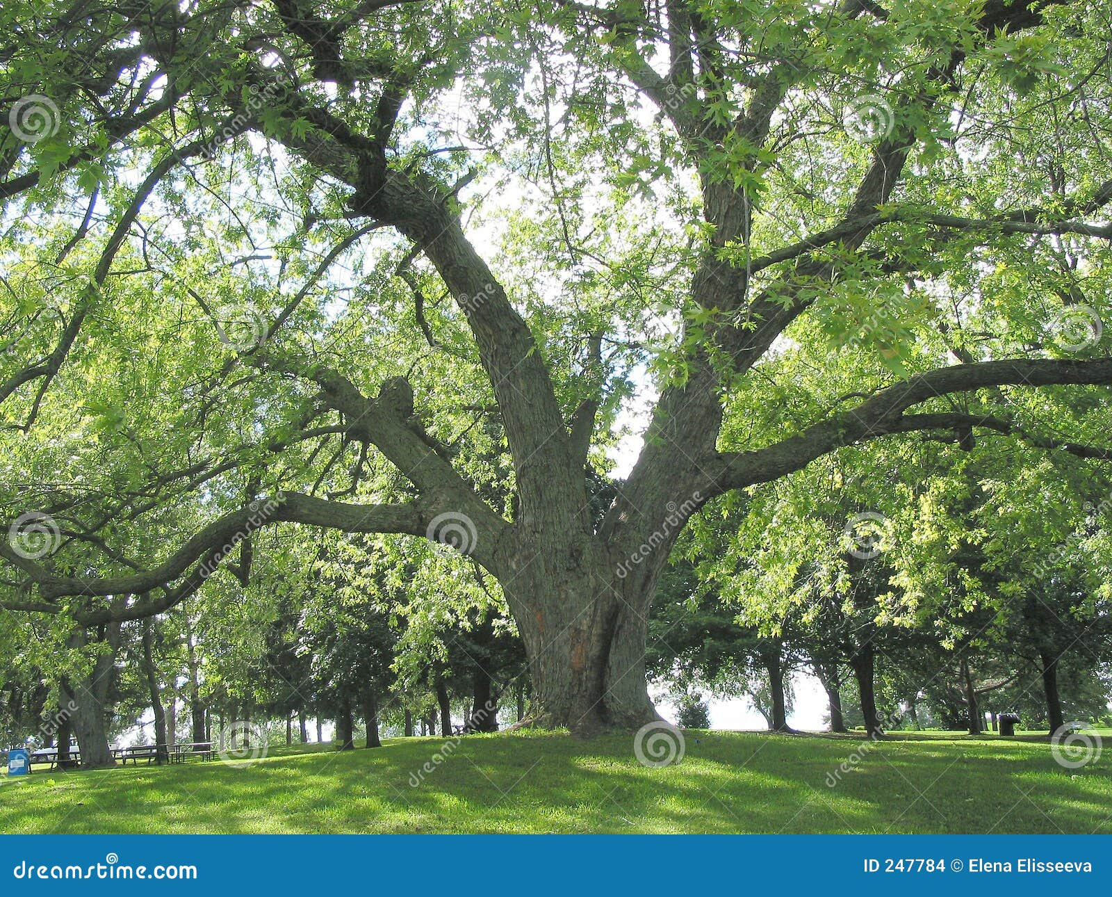 Grand arbre photo stock. Image du centrales, gloire, glorieux - 247784