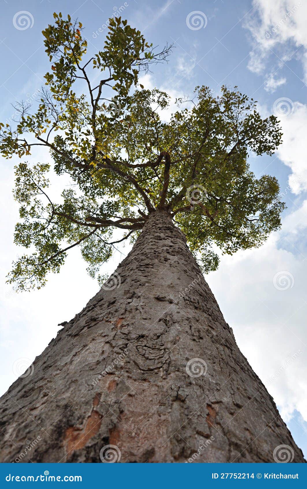 Grand arbre photo stock. Image of écorce, nuage, simple - 27752214