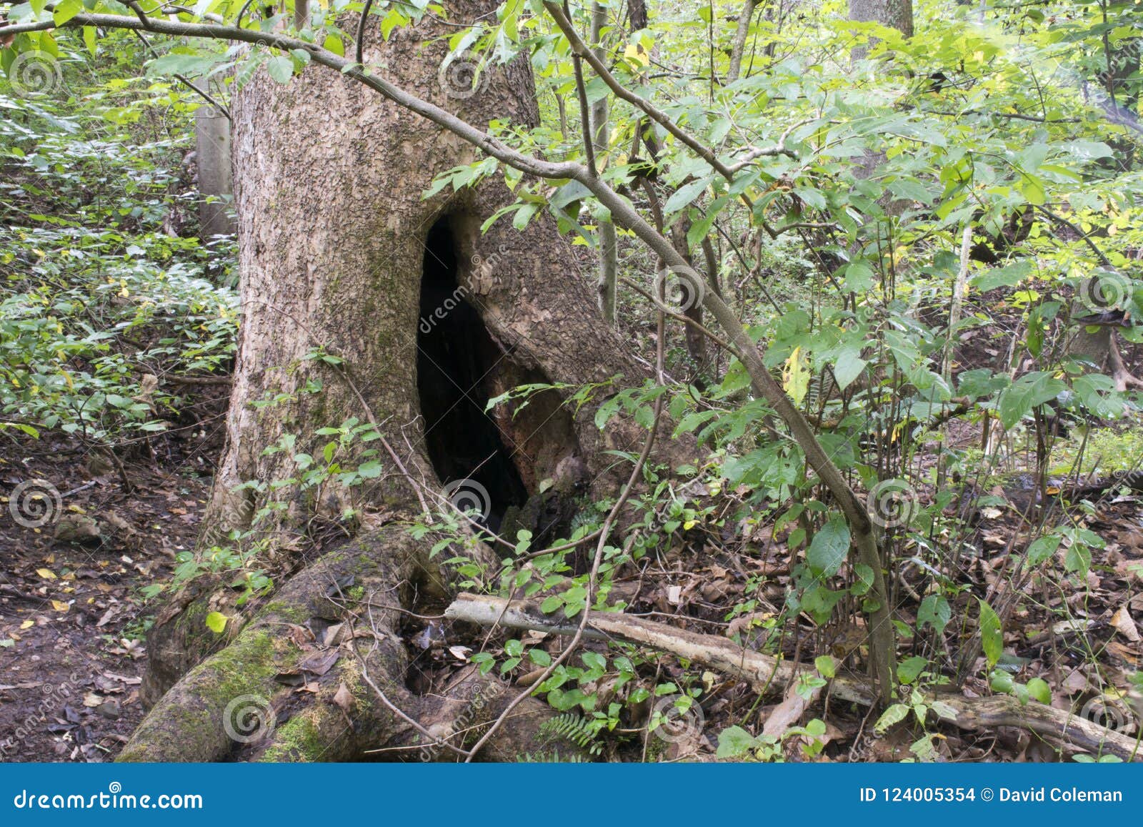 Grand Arbre Creux Dans La Forêt Photo stock - Image du accroissement ...