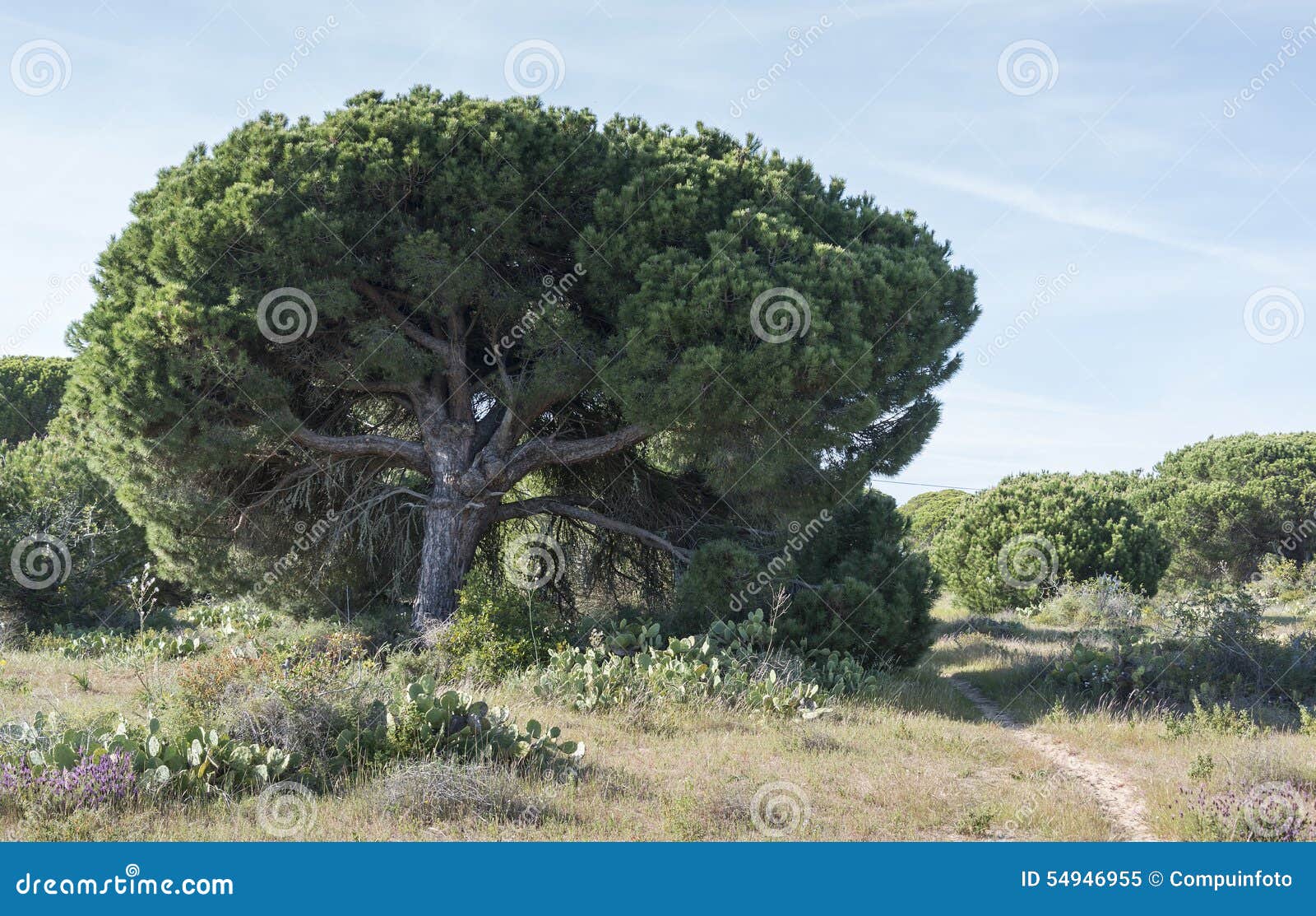 Grand arbre de pin image stock. Image du navigation, ciel - 54946955