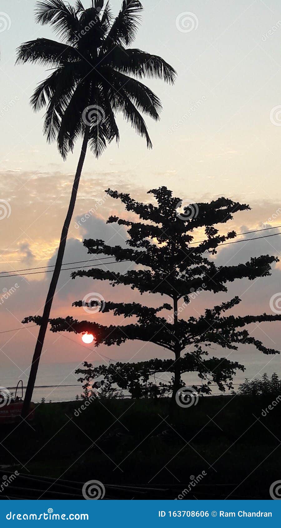 Grand Arbre Et Long Cocotier Sun Photo stock - Image du coconut ...