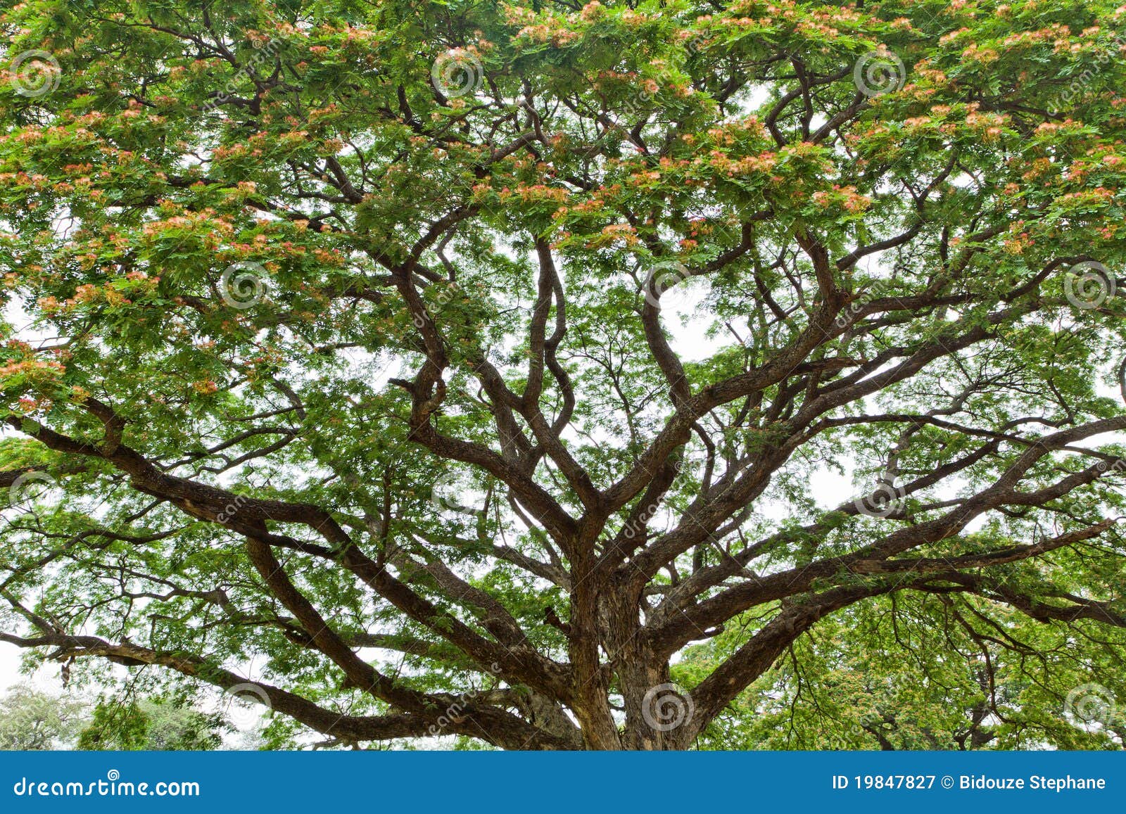 Grand arbre fleuri image stock. Image du tropical, nature - 19847827