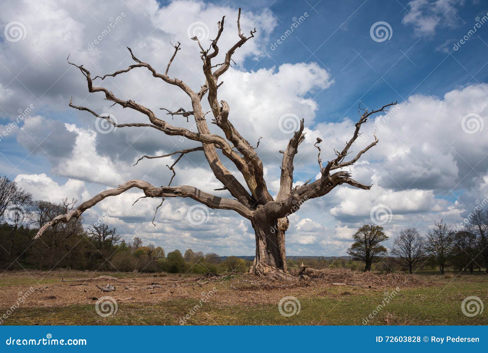 Grand arbre mort photo stock. Image du ressort, ensoleillé - 72603828