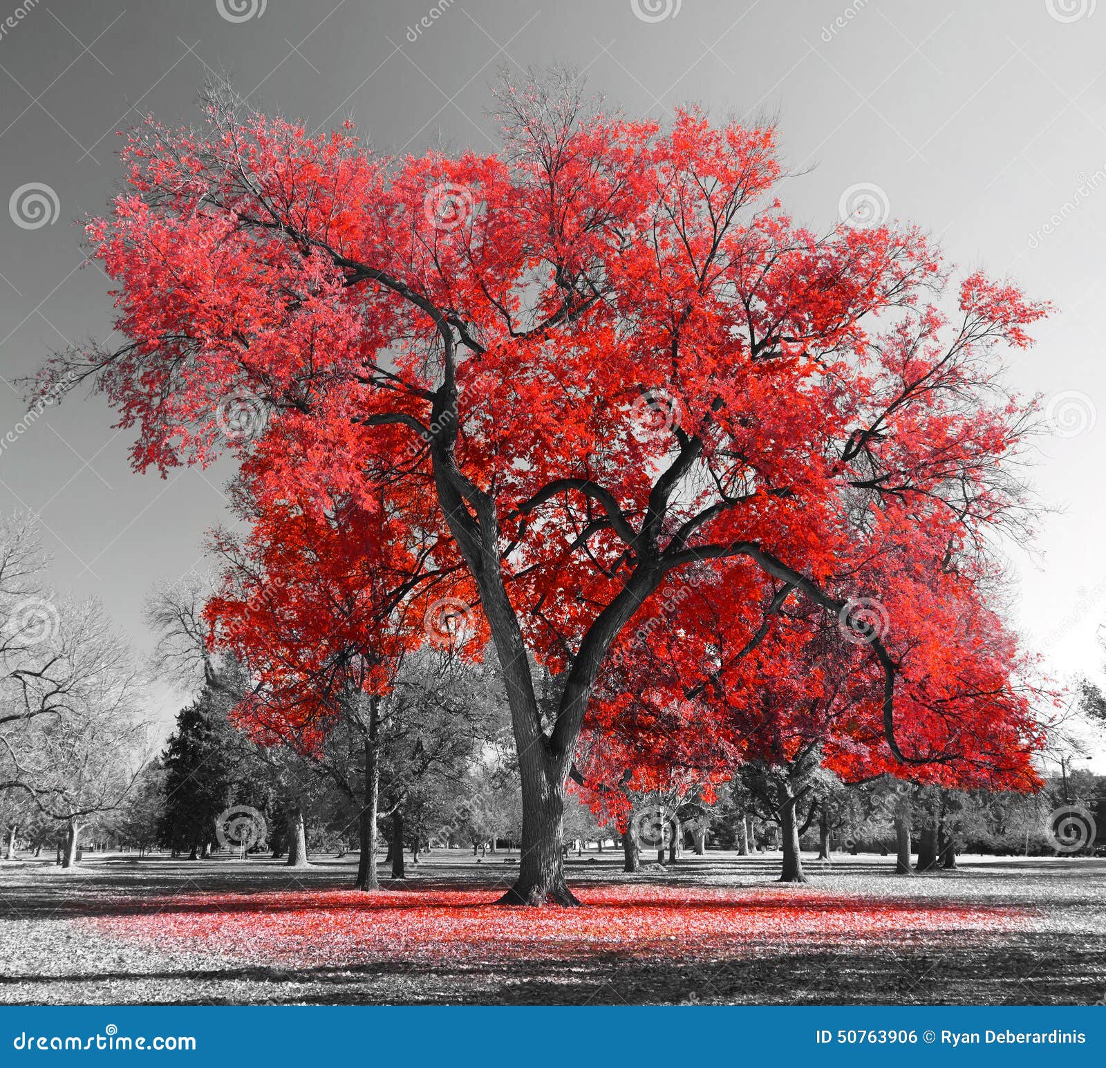 2,329,588 Photos de Arbre Rouge De - Photos de stock gratuites et ...