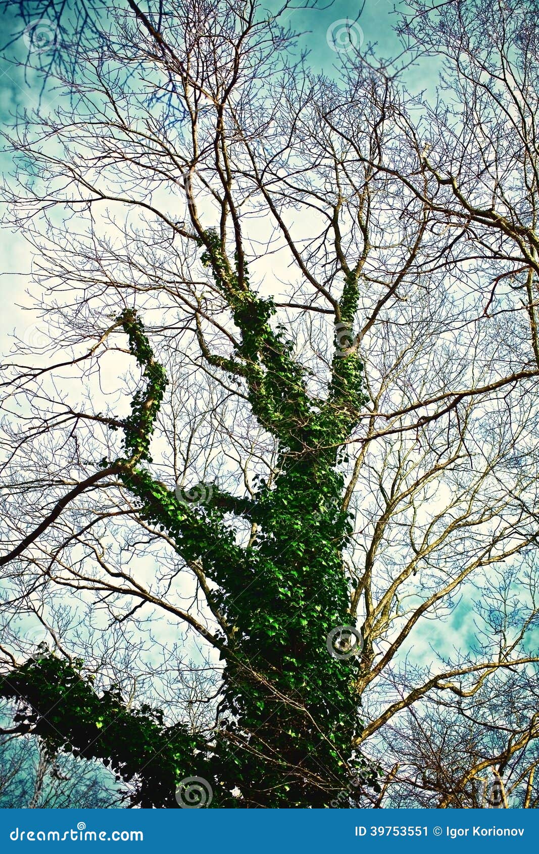 Grand Arbre Sec Couvert De Liseron Image stock - Image du grand, jour ...