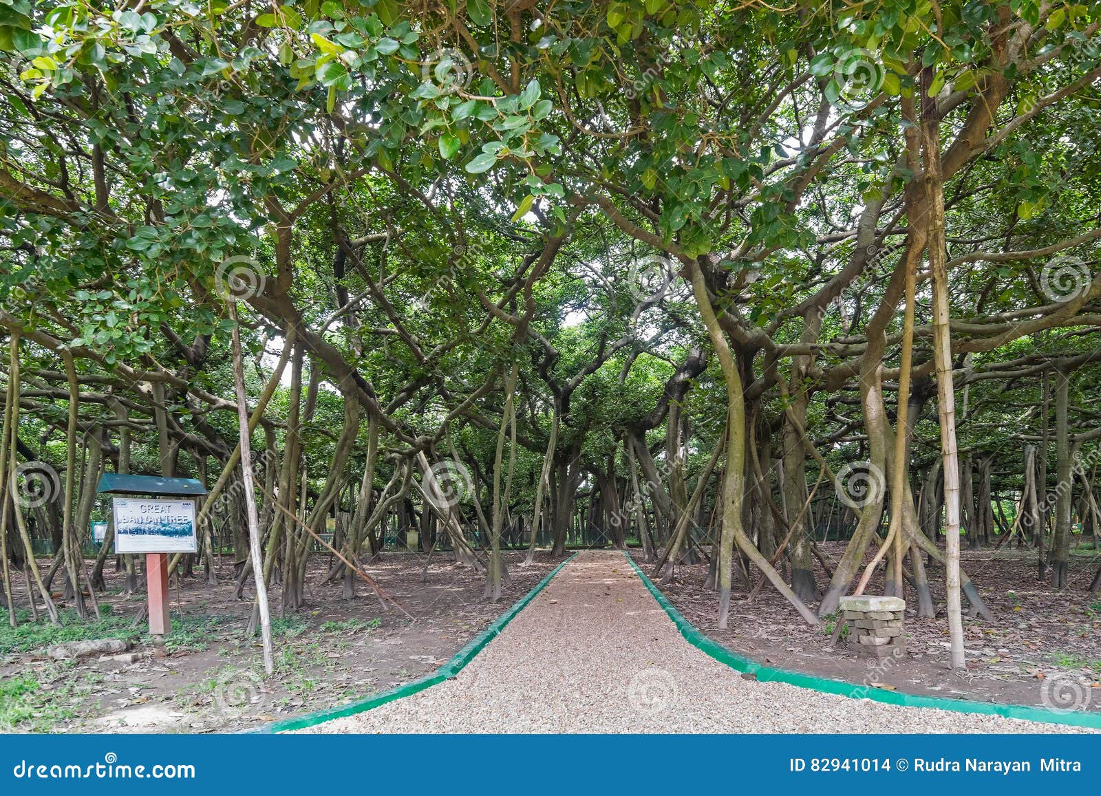 Grand Banian, Howrah, Le Bengale-Occidental, Inde Photo stock - Image ...