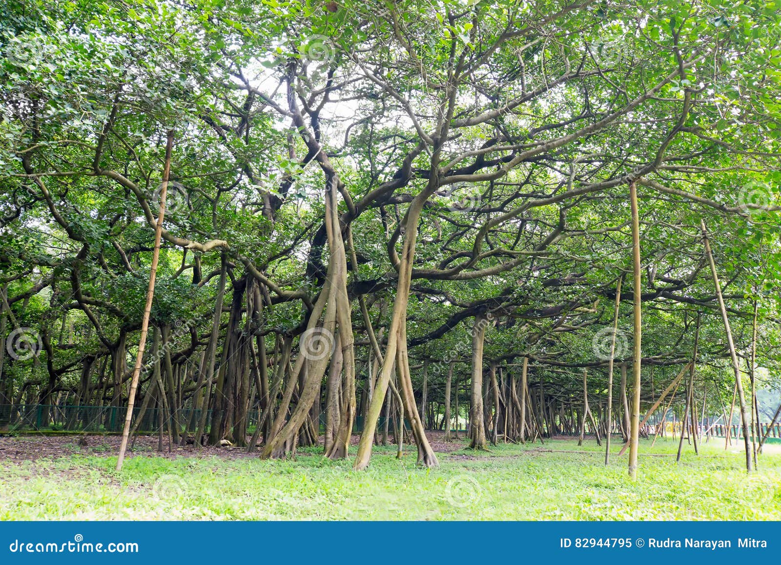 Grand Banian, Howrah, Le Bengale-Occidental, Inde Image stock - Image ...