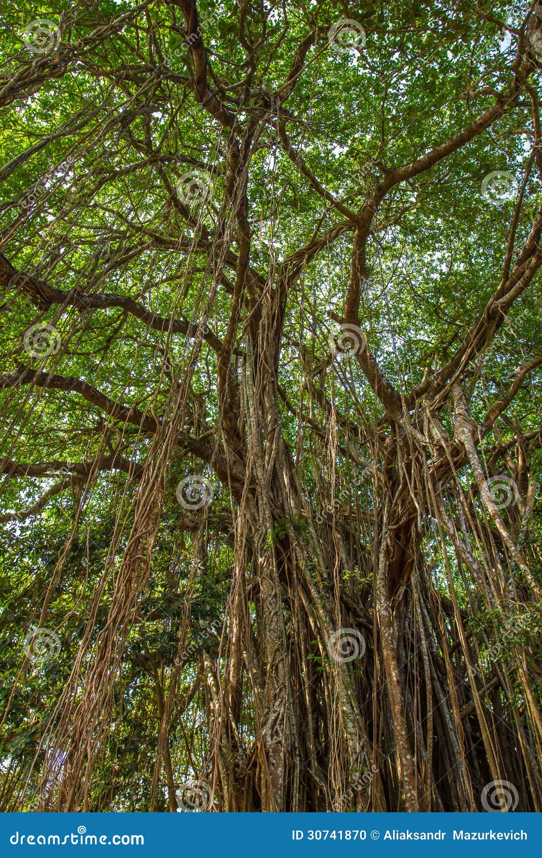 Grand beau banian photo stock. Image du horizontal, forêt - 30741870