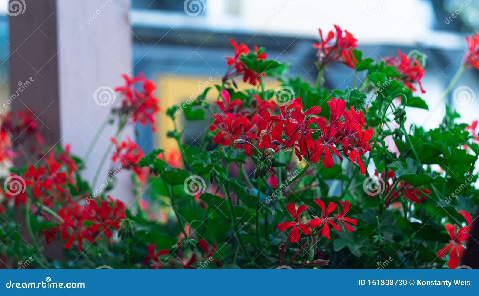 Grand Bush De Buisson Rouge De Fleurs En Fleur Photo stock - Image du ...