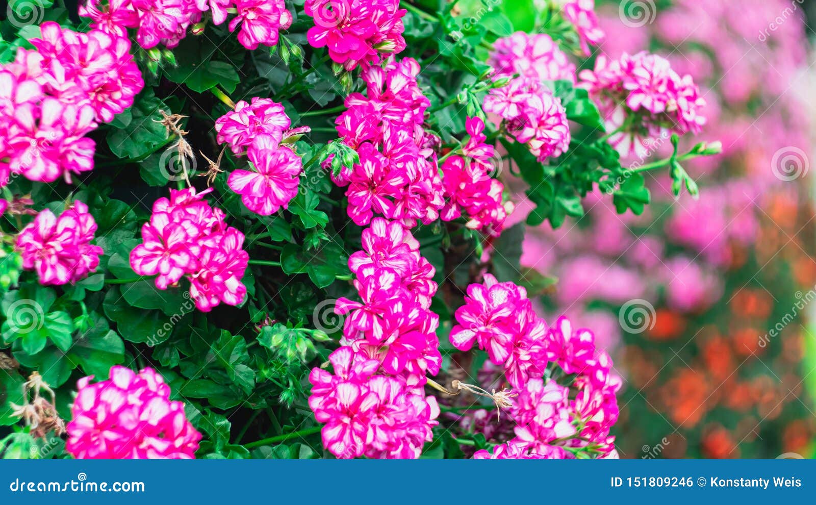 Grand Bush De Buisson Rouge De Fleurs En Fleur Photo stock - Image du ...