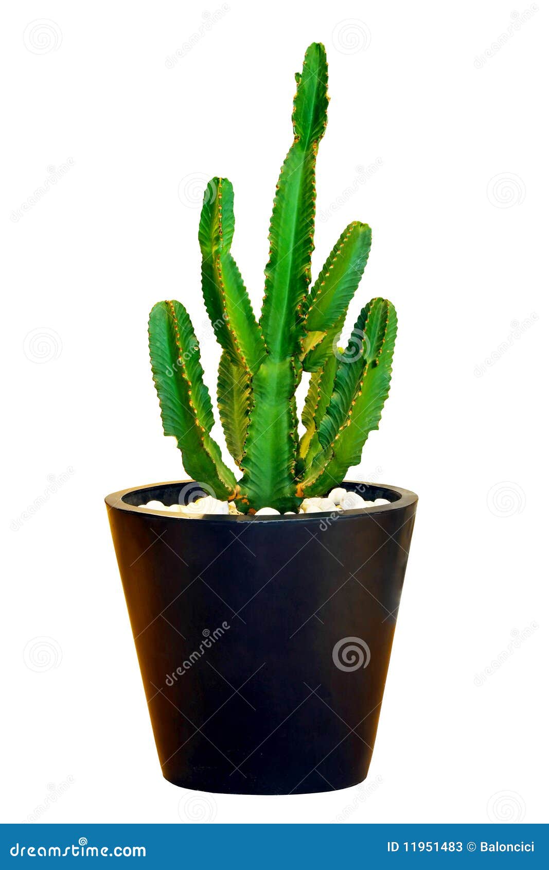 Grand cactus image stock. Image du coupure, centrale - 11951483