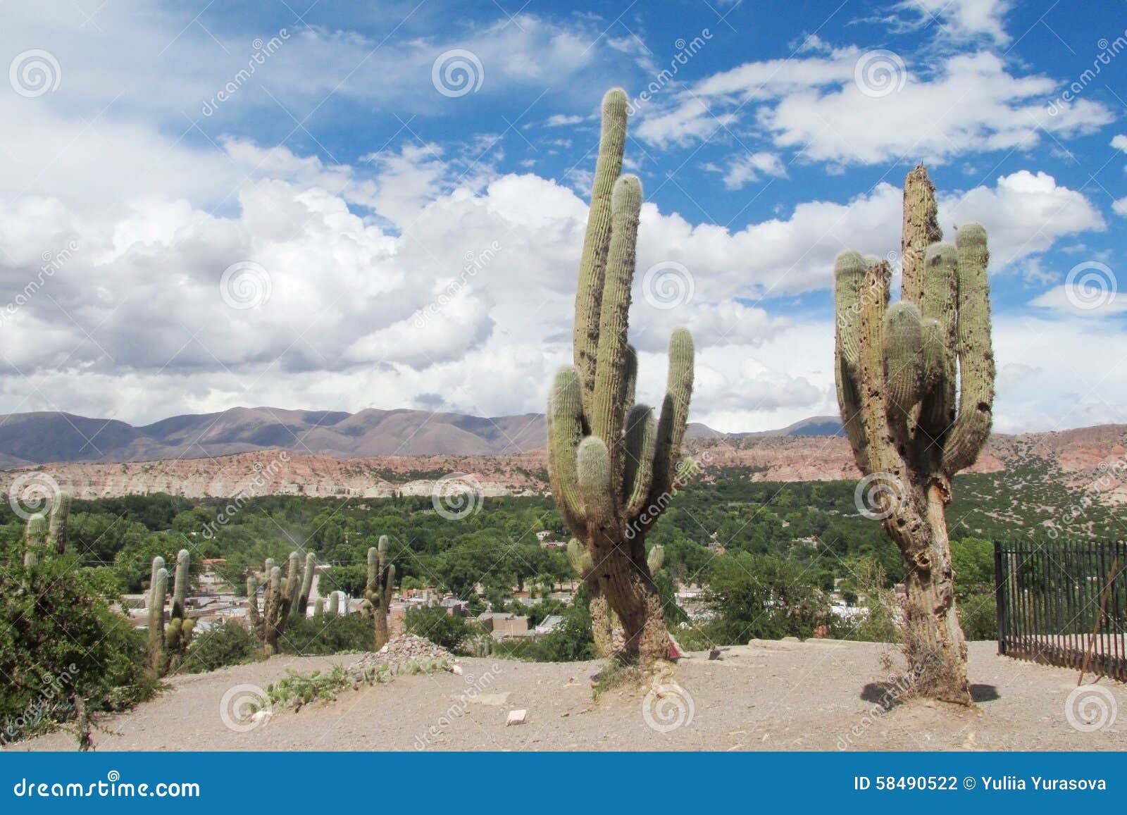 Grand cactus photo stock. Image du branchement, nature - 58490522