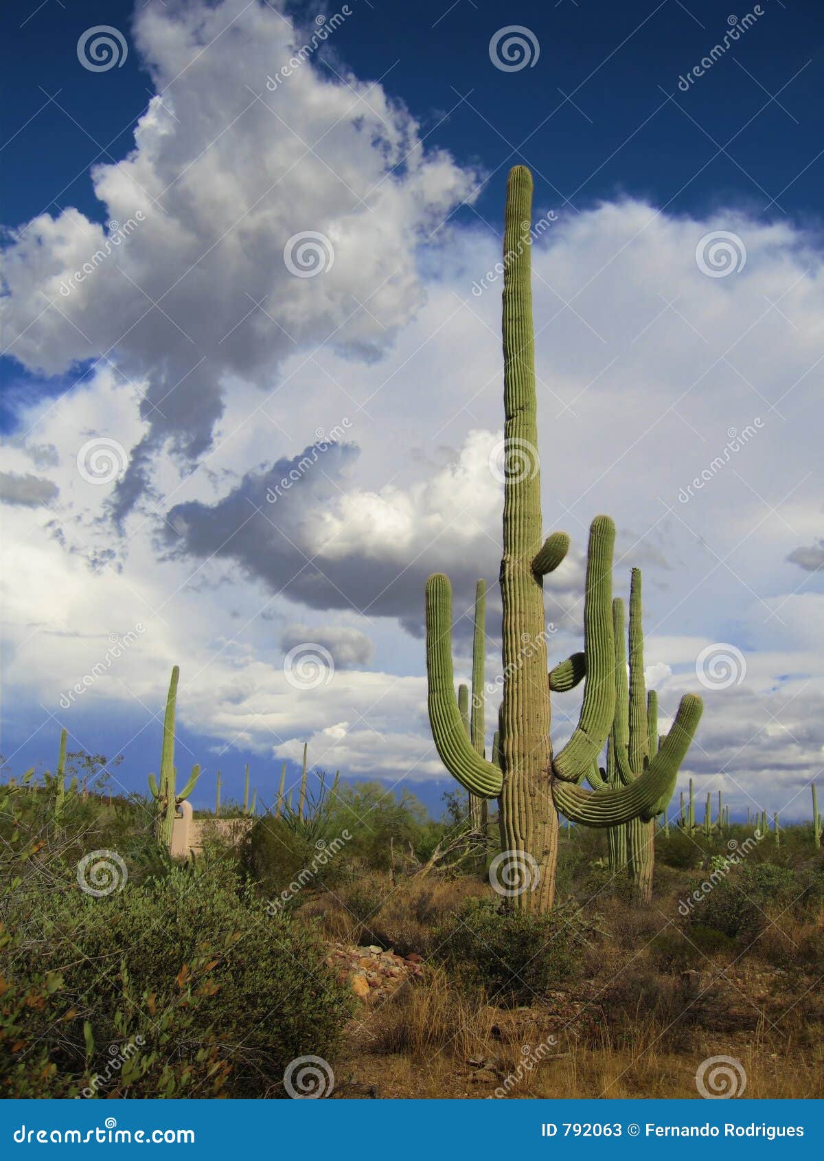 Grand cactus image stock. Image du chaud, sahara, cactus - 792063