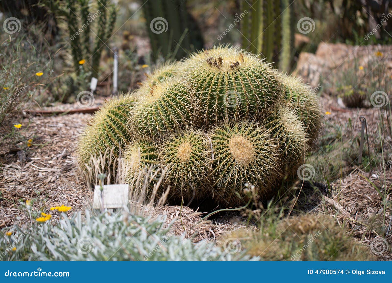 Grand cactus rond photo stock. Image du normal, danger - 47900574