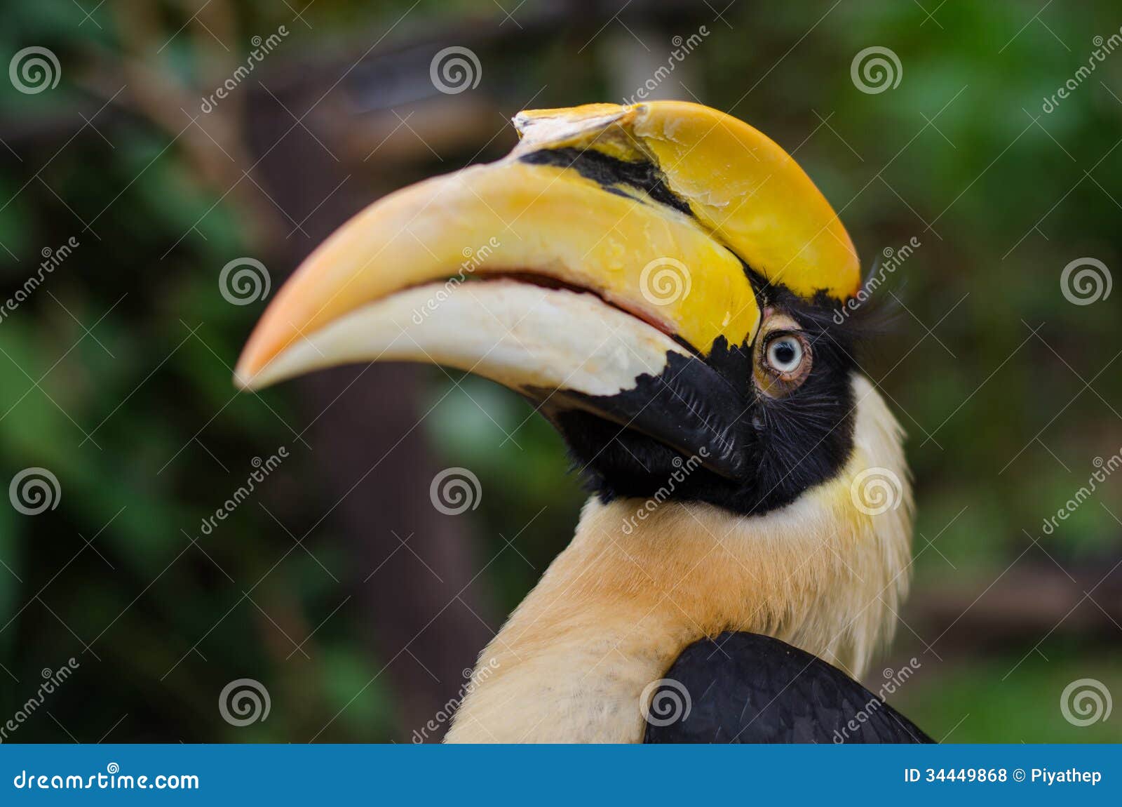 Grand calao photo stock. Image du orange, rhinocéros - 34449868