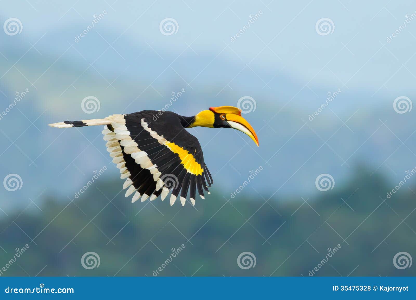 Grand calao photo stock. Image du lumineux, endanger - 35475328