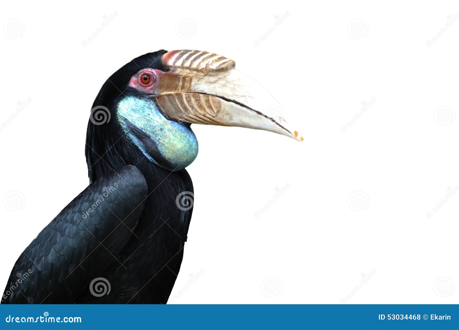 Grand calao, grand oiseau photo stock. Image du jaune - 53034468