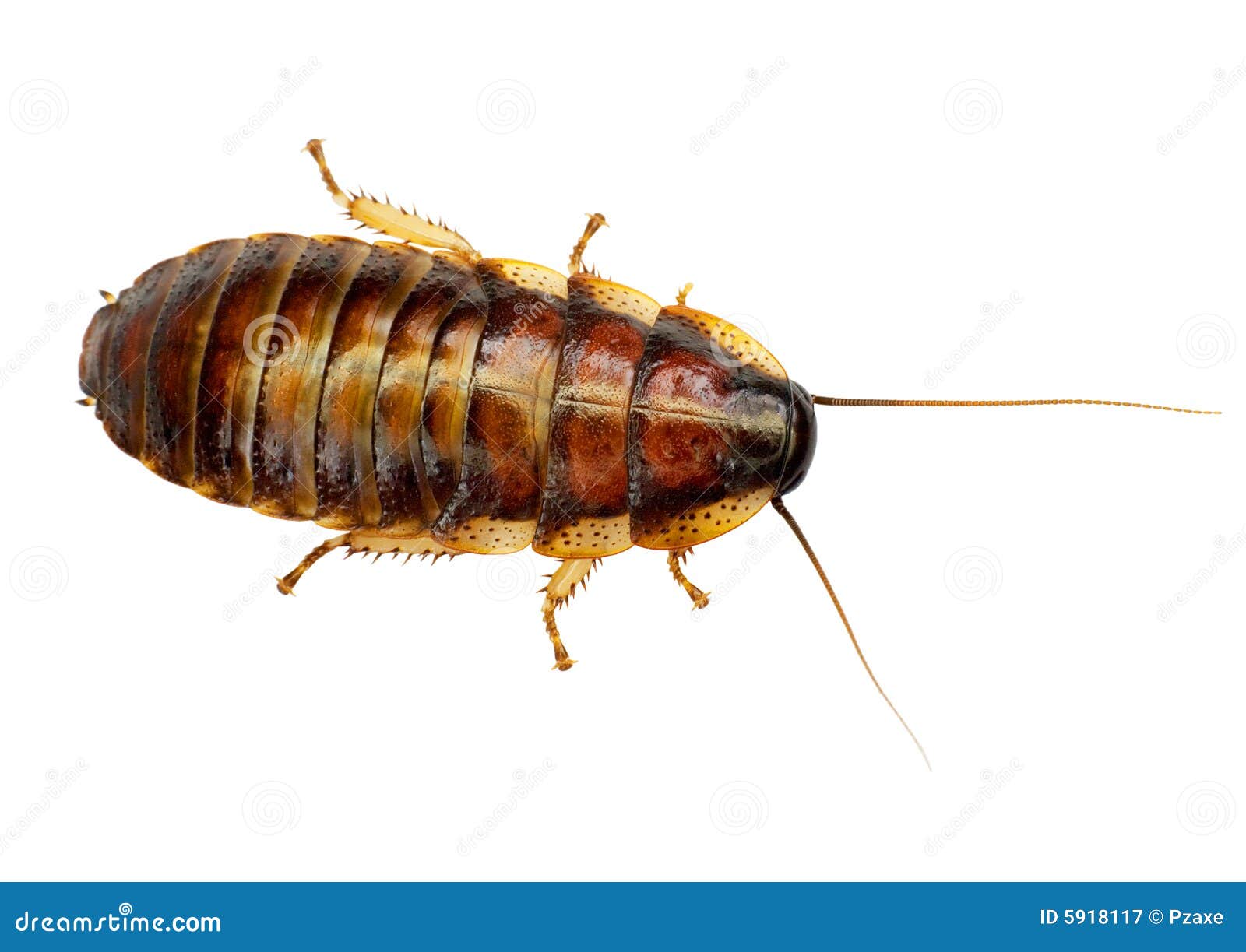 Grand cancrelat africain image stock. Image du parasite - 5918117