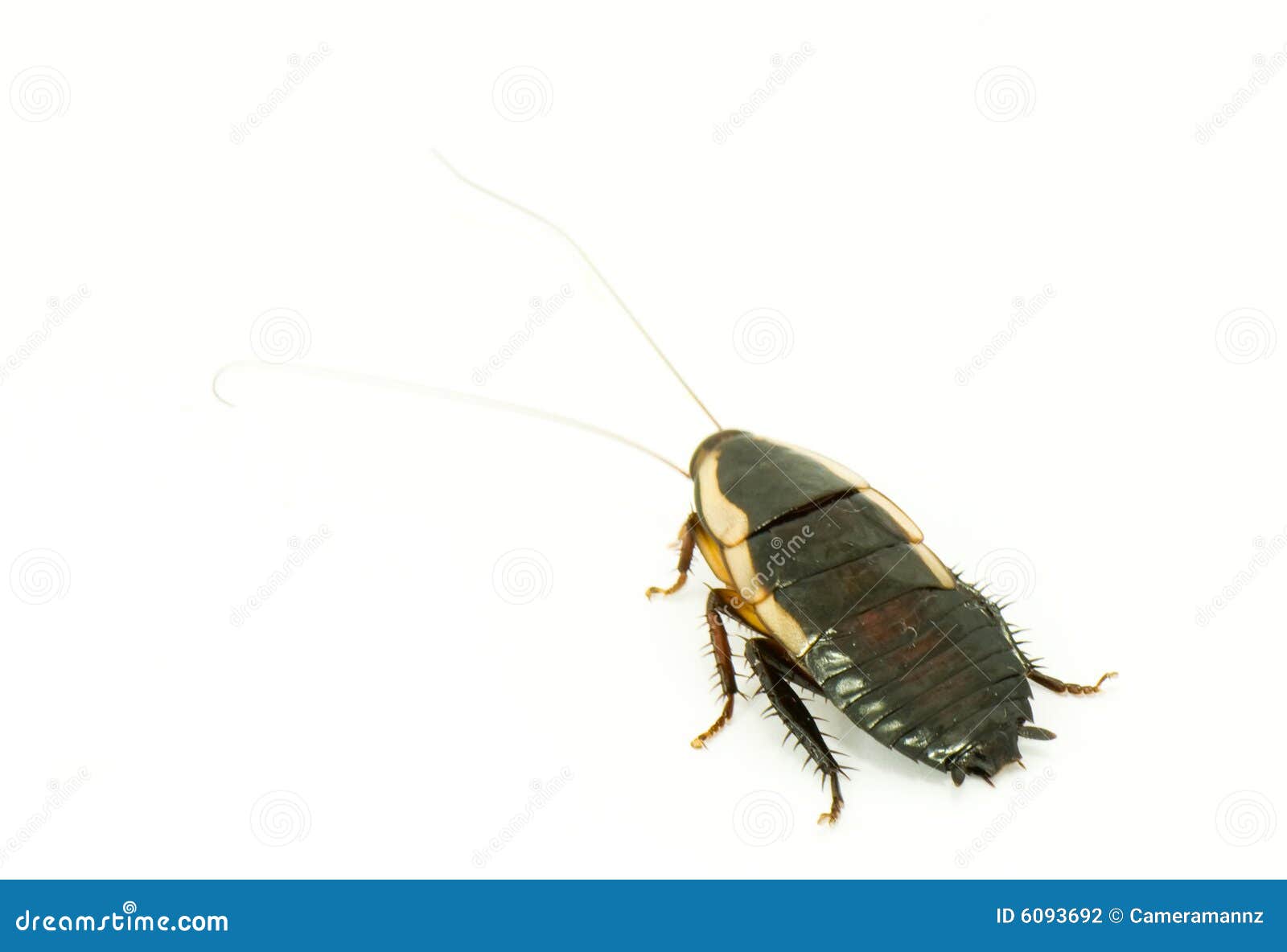 Grand Cancrelat Vivant Image. Image: 6093692