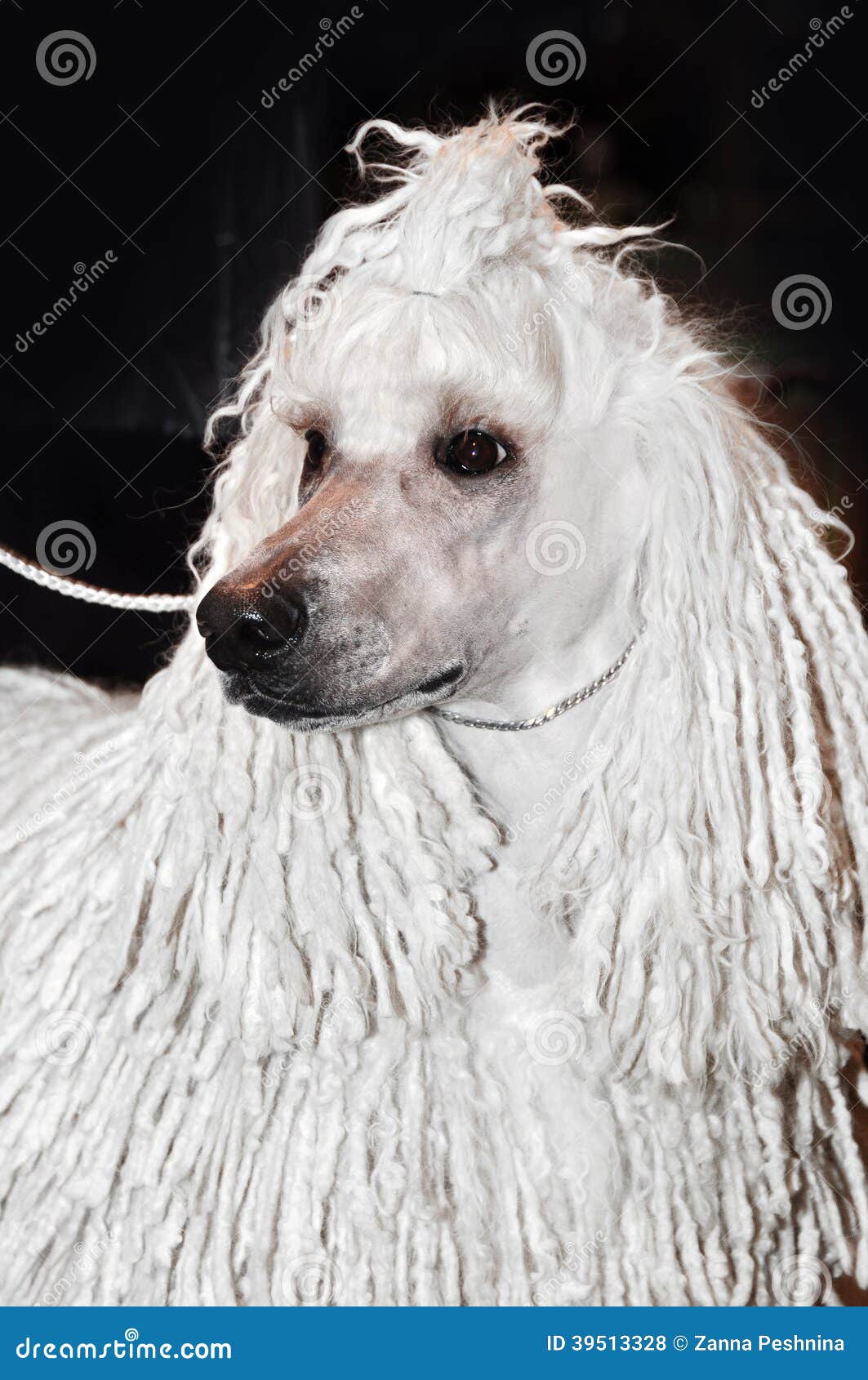 Grand caniche blanc photo stock. Image du chien, progéniture - 39513328