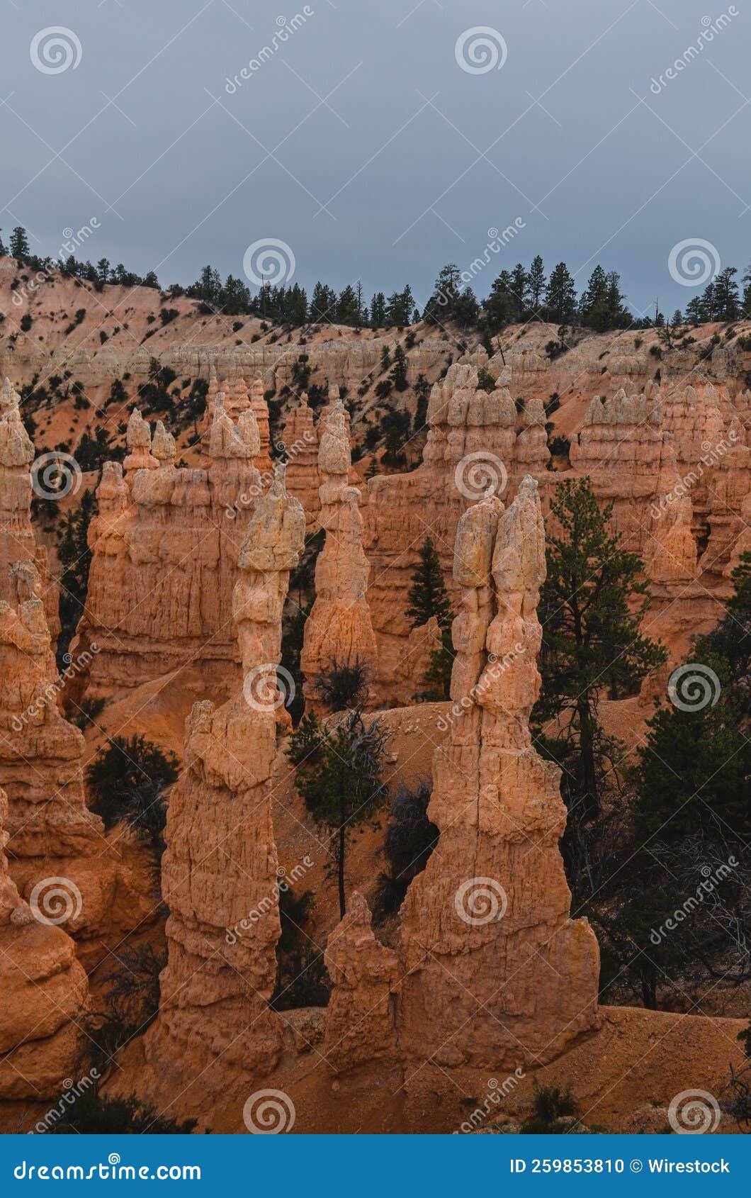 Grand Canyon with Growing Trees Stock Photo - Image of southwest ... Grand Canyon with Growing Trees Stock Photo - Image of southwest ...