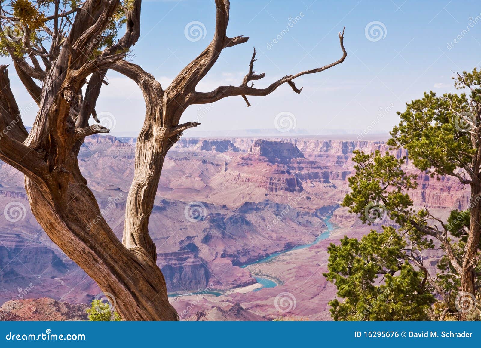 Grand Canyon and Juniper Trees Stock Photo - Image of horizon, edge ...
