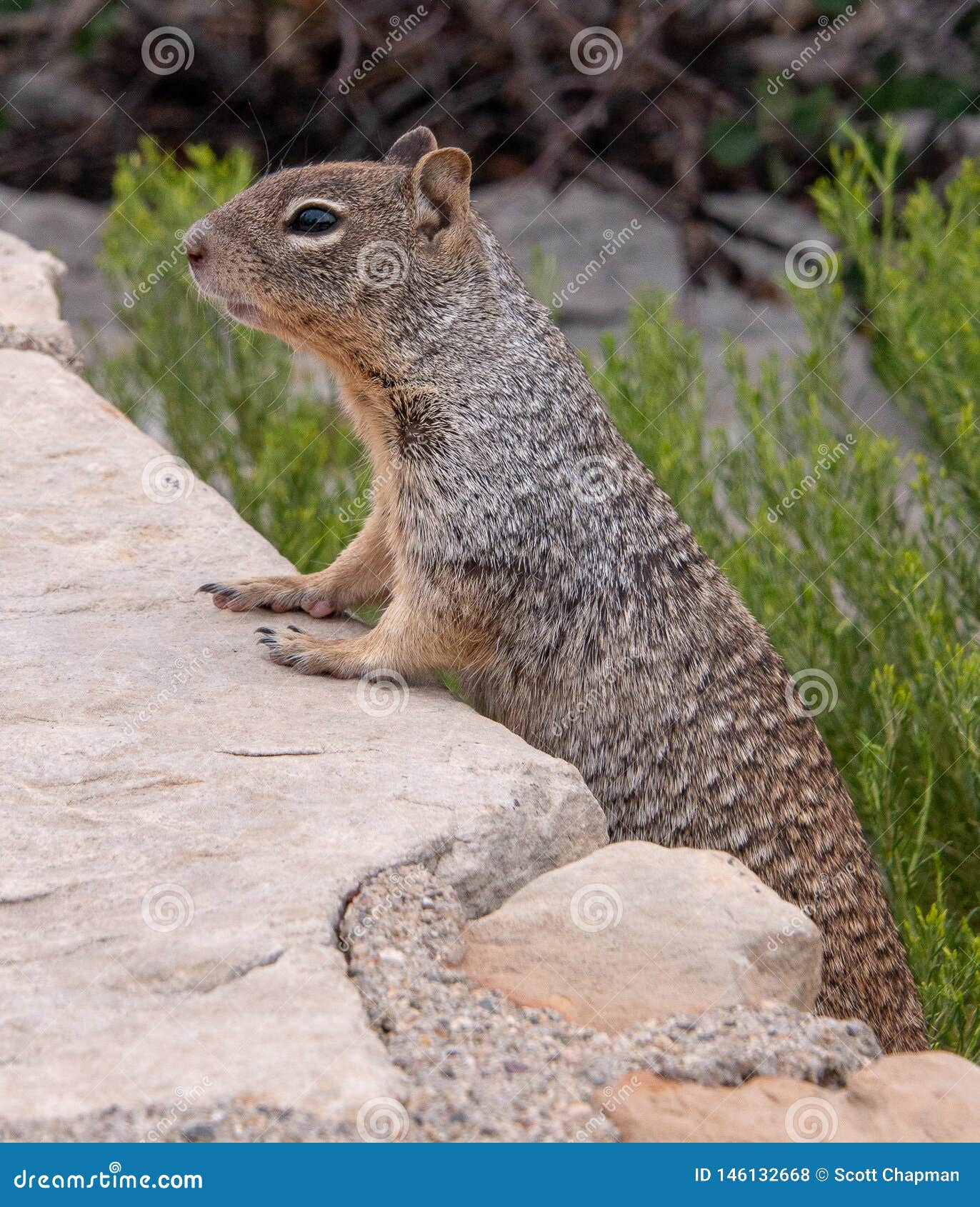 Grand Canyon Squirrel stock photo. Image of park, parks - 146132668