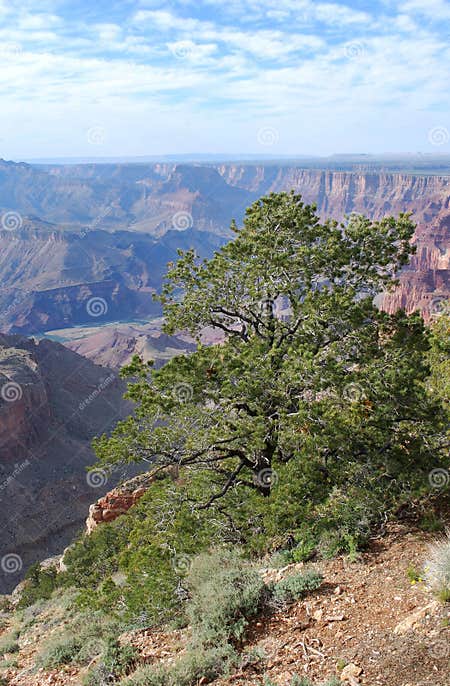 Grand Canyon Tree stock photo. Image of grand, canyon - 7503744