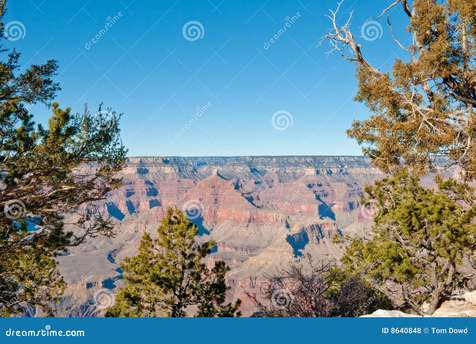 Grand Canyon through trees stock photo. Image of nature - 8640848