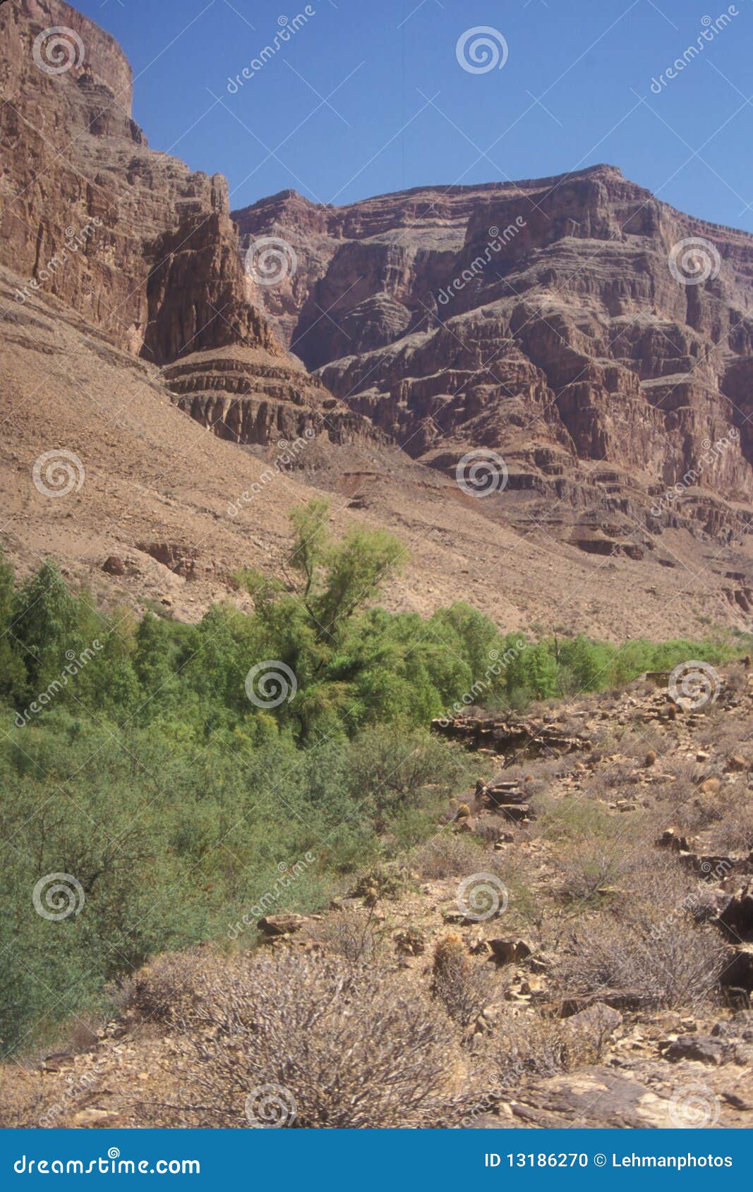 Grand Canyon Riparian Area Tributary Stock Photo - Image of national ...