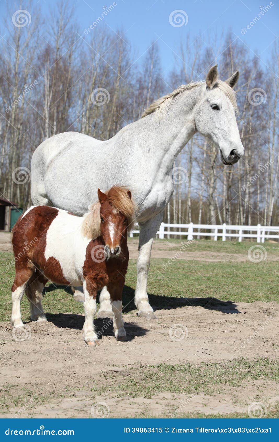 Grand Cheval Avec L'ami De Poney Image stock - Image du rester, étalon ...