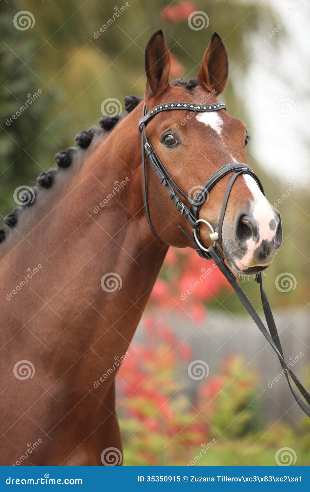 Grand Cheval Gentil Avec La Coiffure Parfaite Image stock - Image du ...