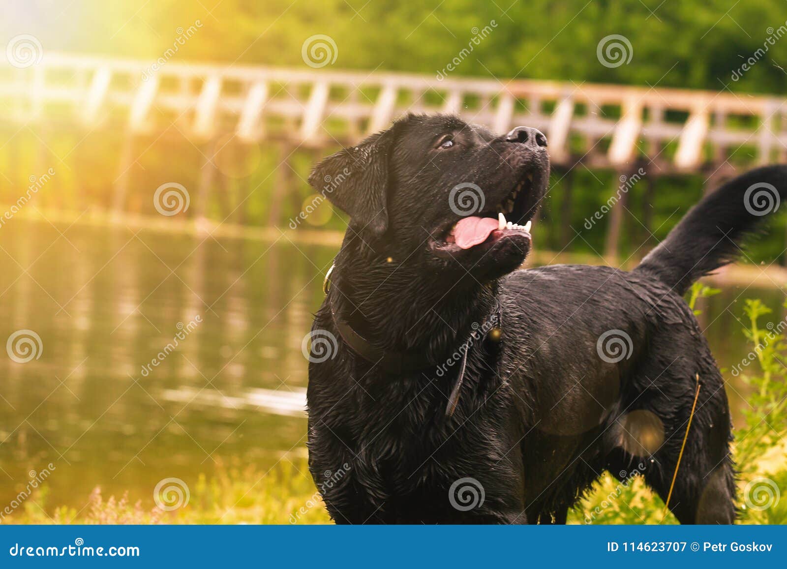 Grand chien noir Labrador image stock. Image du chien - 114623707