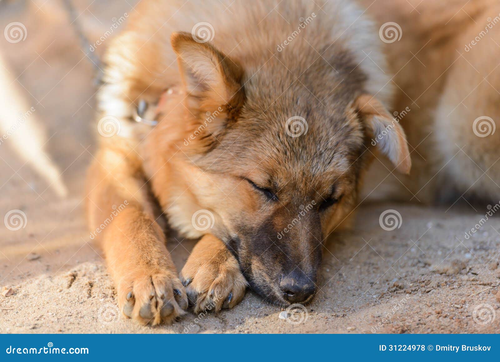 Grand chien rouge photo stock. Image du mammifères, animal - 31224978