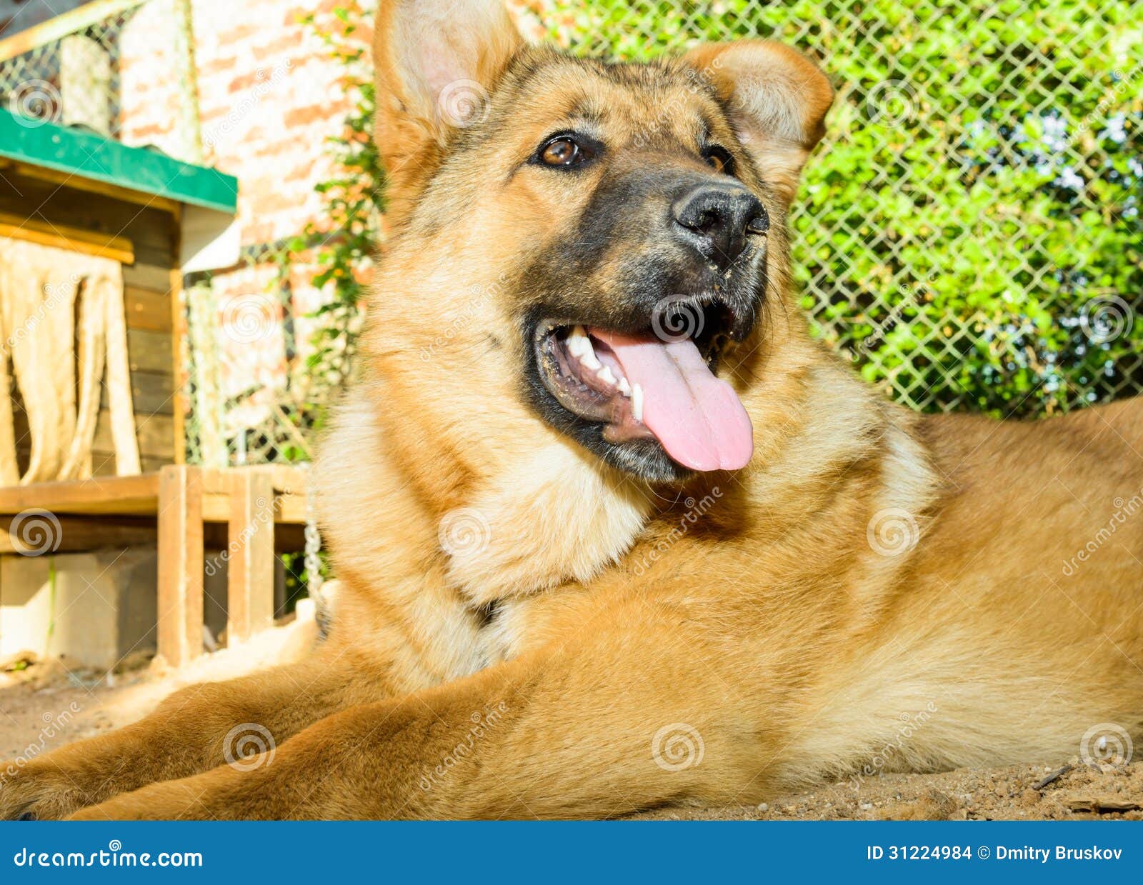 Grand chien rouge photo stock. Image du verticale, fidélité - 31224984