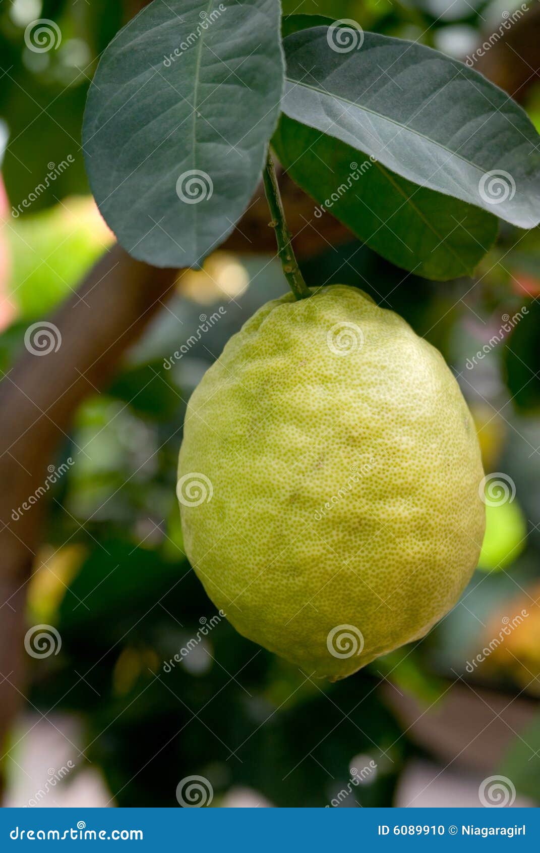 Grand citron de Ponderosa photo stock. Image du jaune - 6089910