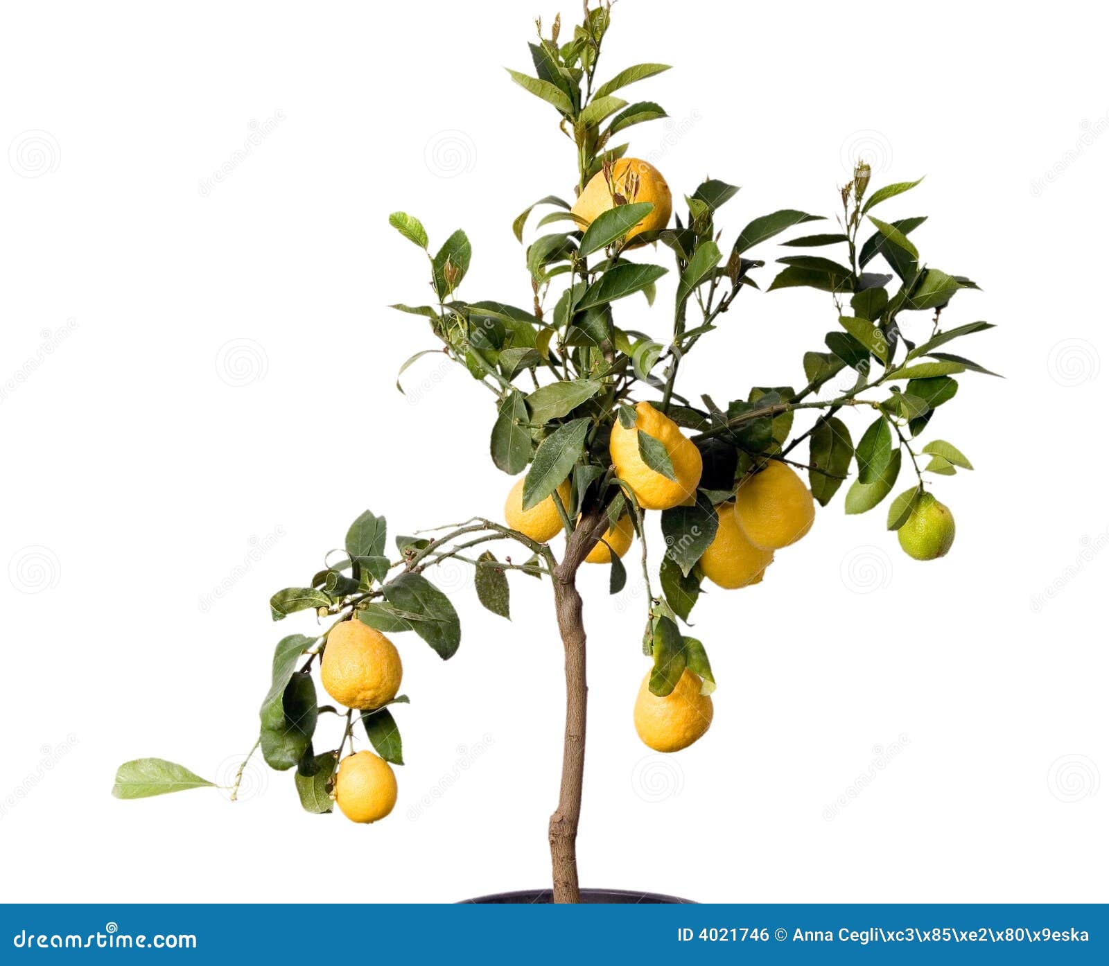 GRAND Citronnier - D'isolement Photo stock - Image du lame, sain: 4021746