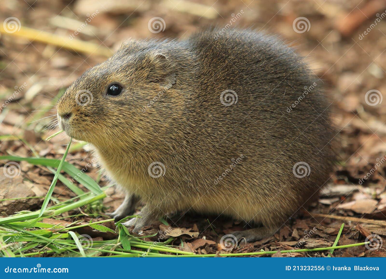 Grand cobaye photo stock. Image du nature, porc, rongeur - 213232556