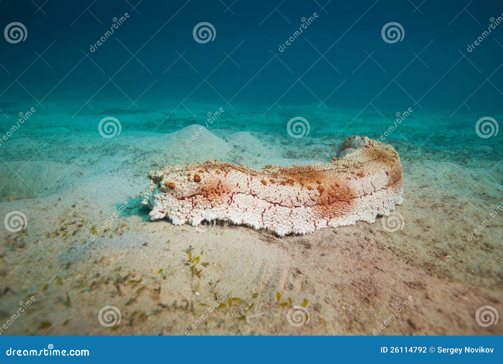 Grand Concombre De Mer Sur Le Fond Marin Photo stock - Image du ...