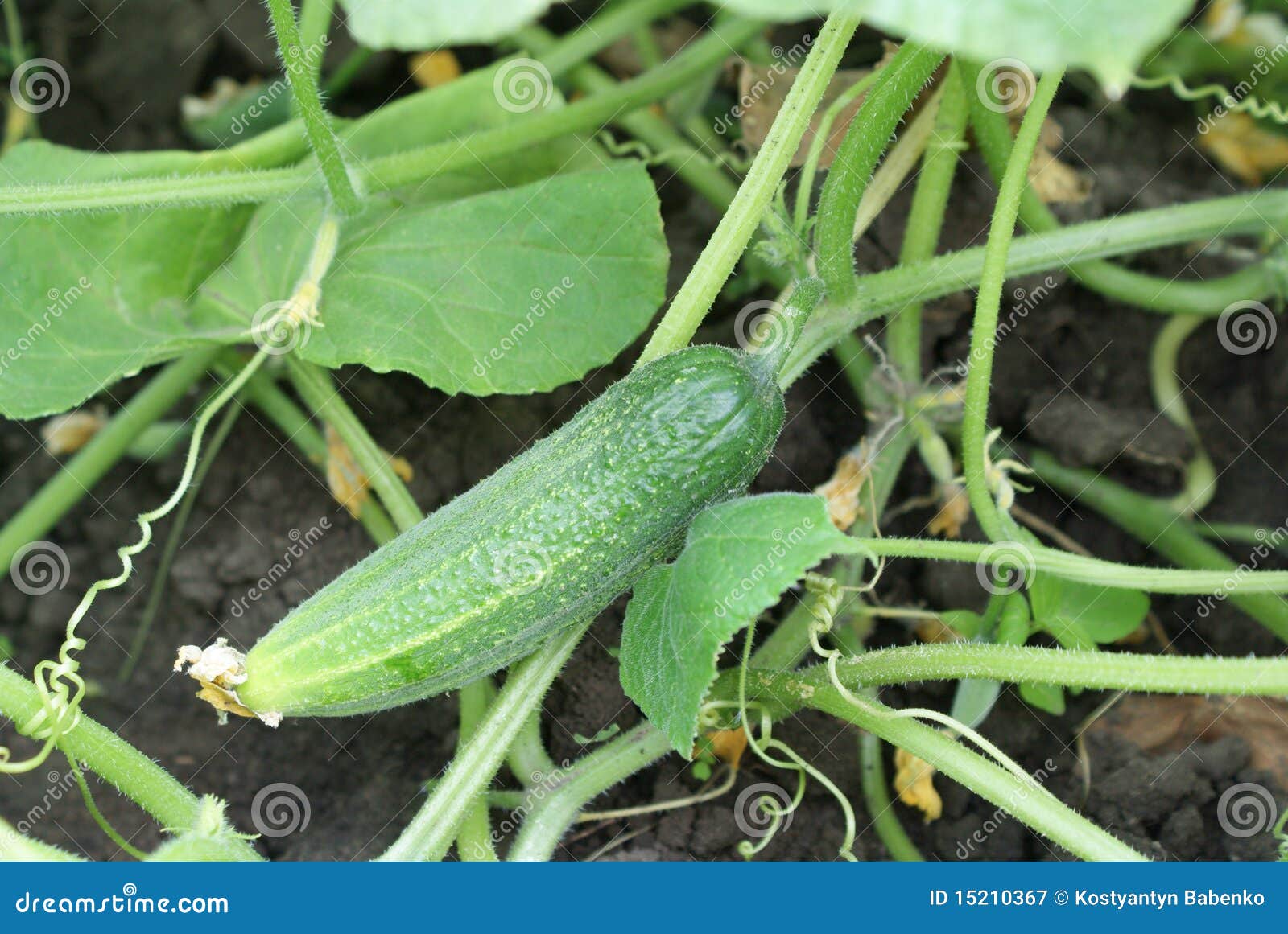 Grand concombre vert image stock. Image du rafraîchissements - 15210367