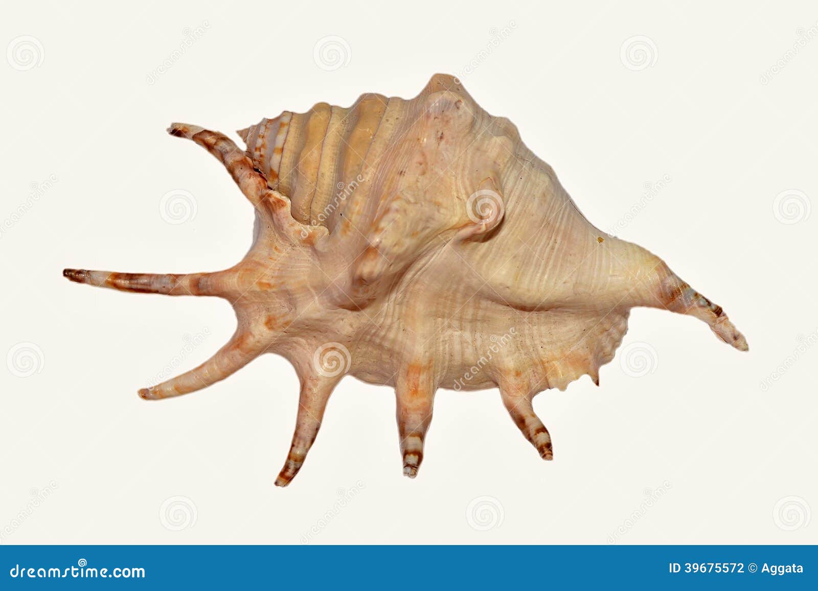 Grand coquillage photo stock. Image du coque, piquant - 39675572