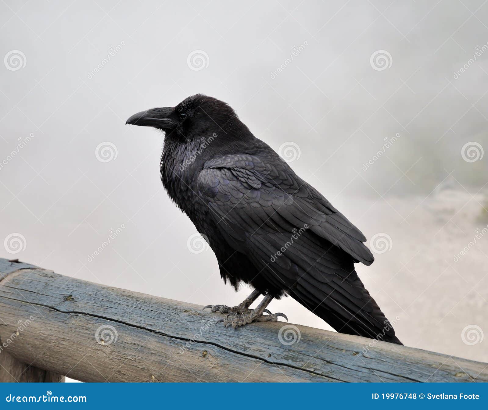 Grand corbeau noir photo stock. Image du brouillard, foncé - 19976748