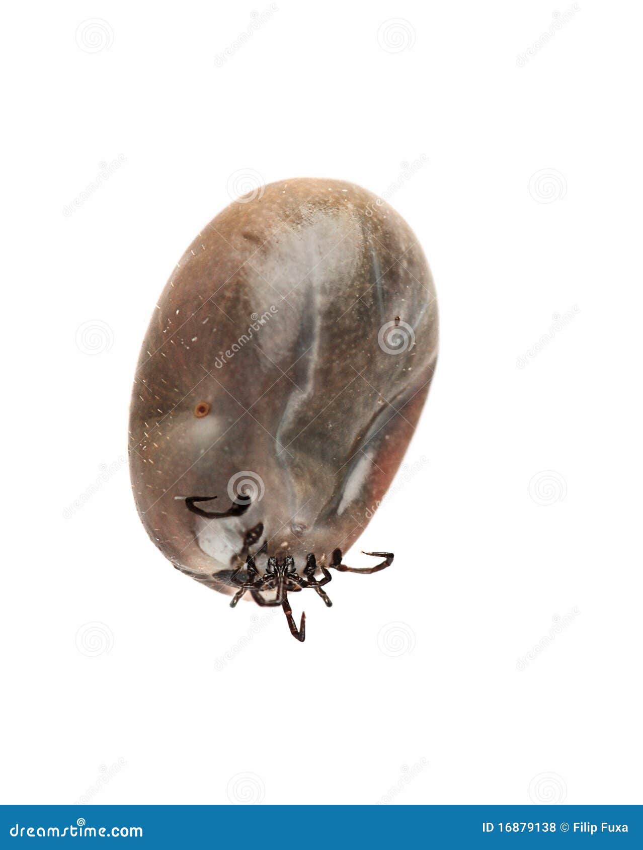 Grand coutil photo stock. Image du crabot, énorme, animal - 16879138