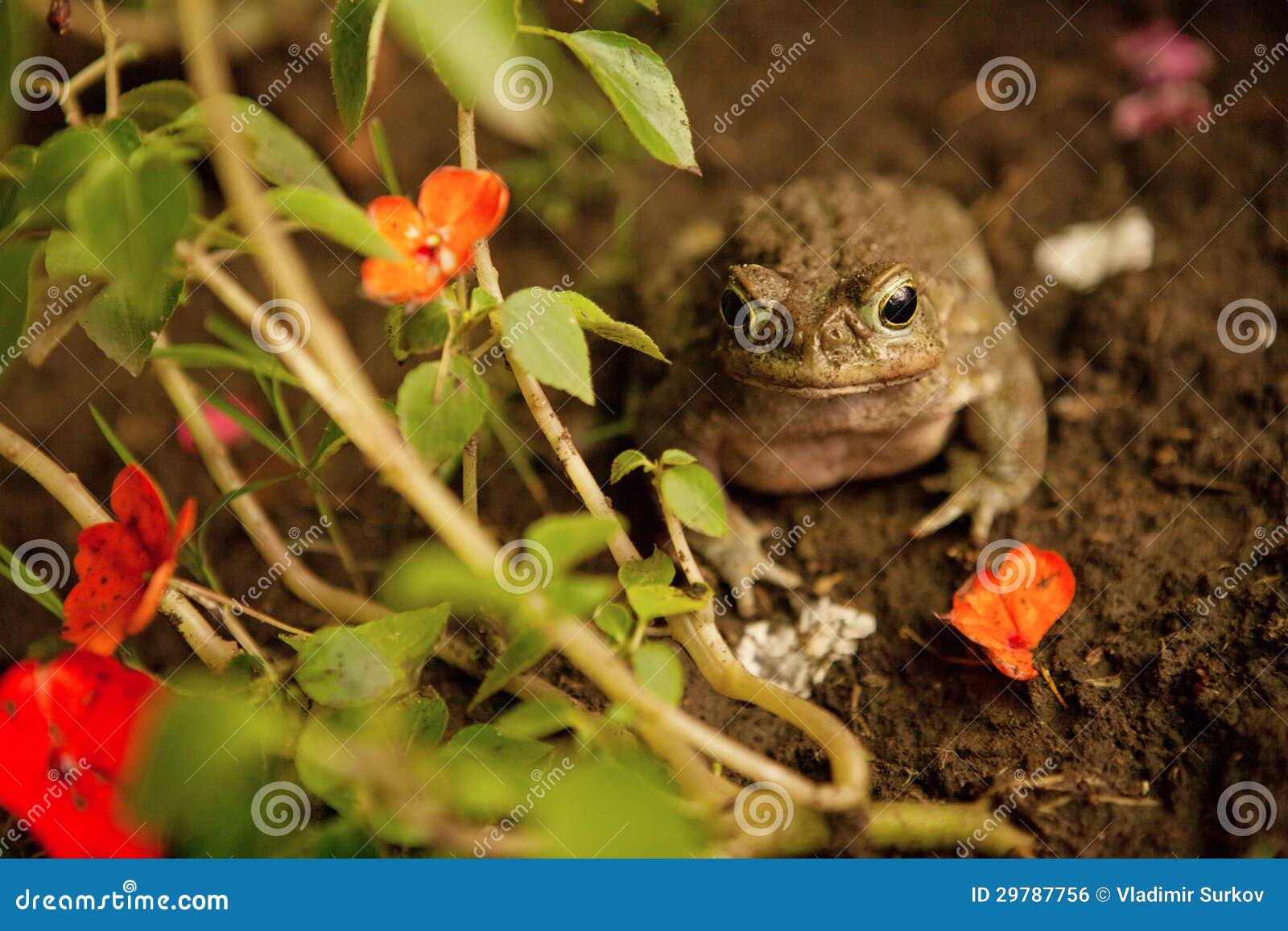 Crapaud photo stock. Image du horizontal, canne, regarder - 29787756