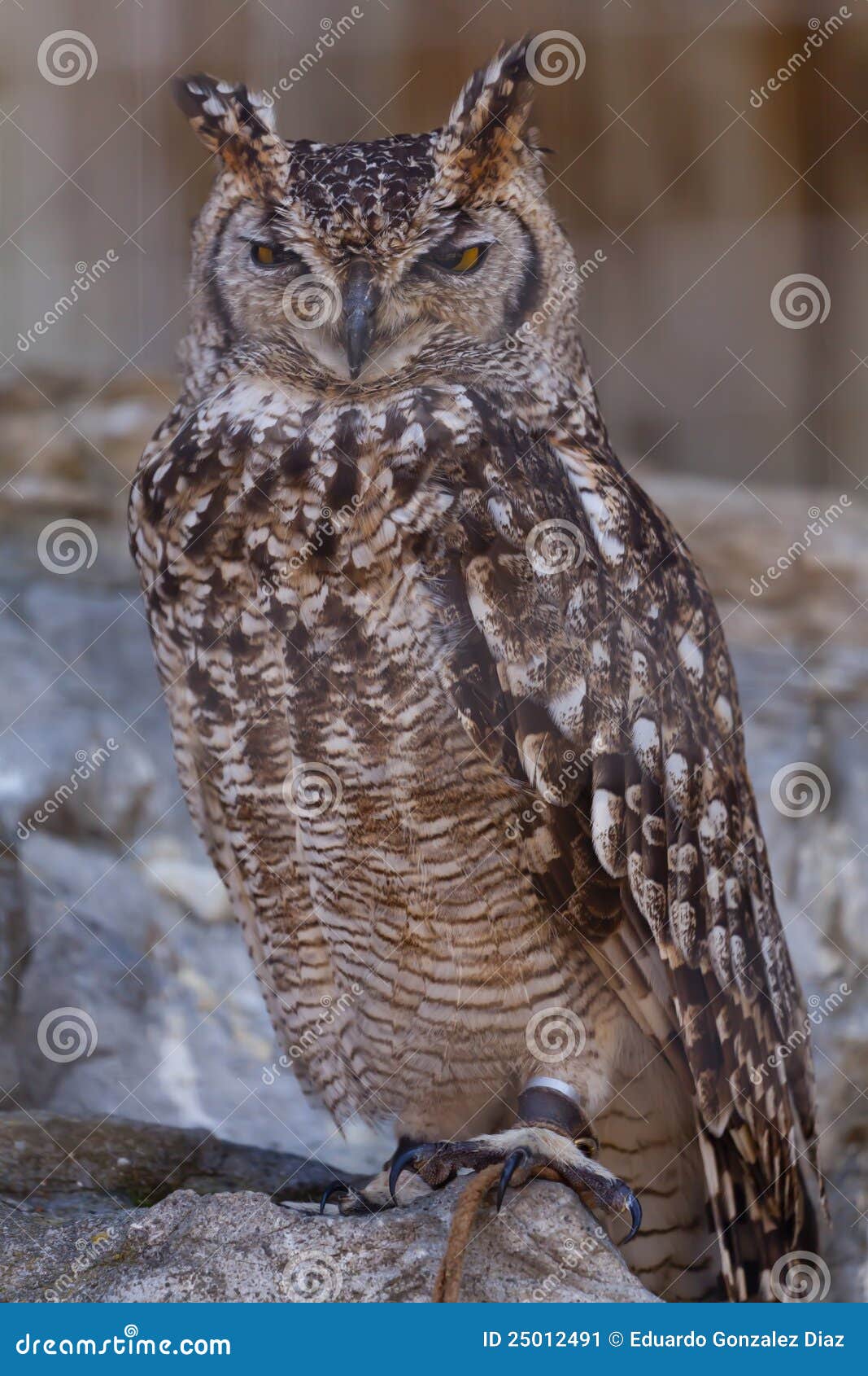 Grand Duke Owl stock image. Image of oviparous, raptor - 25012491