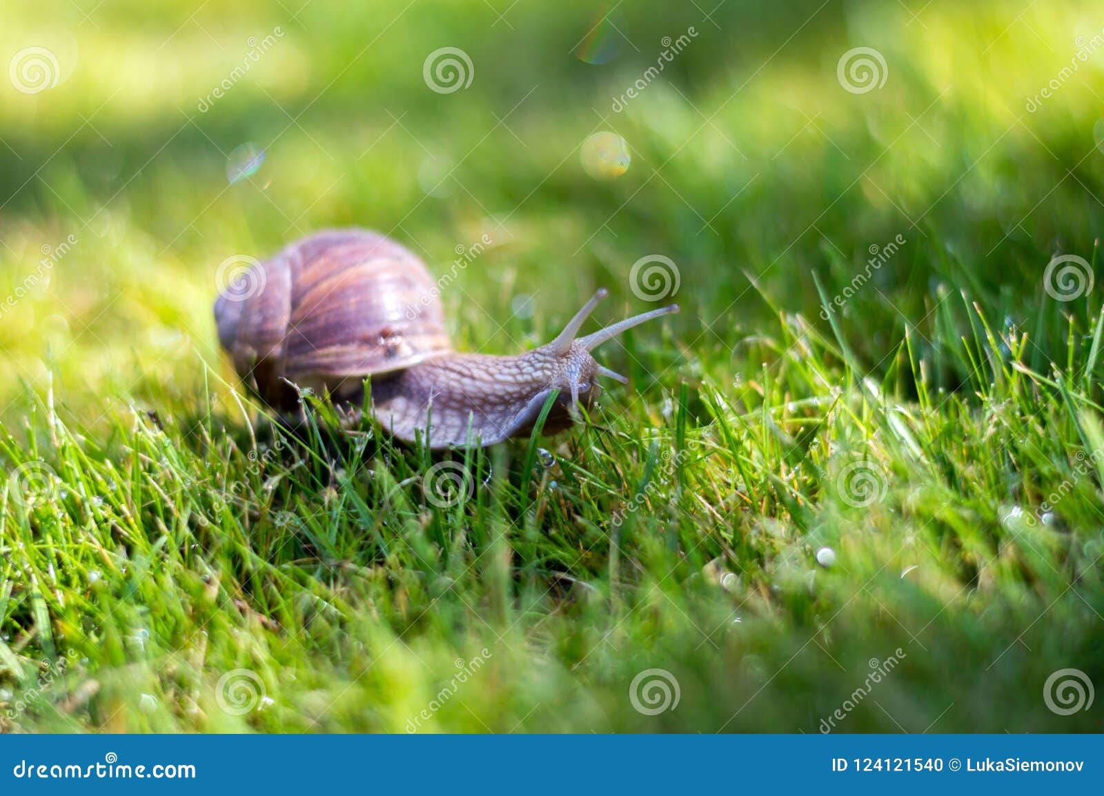 Grand Escargot Sur Une Herbe Verte Photo stock - Image du projectile ...