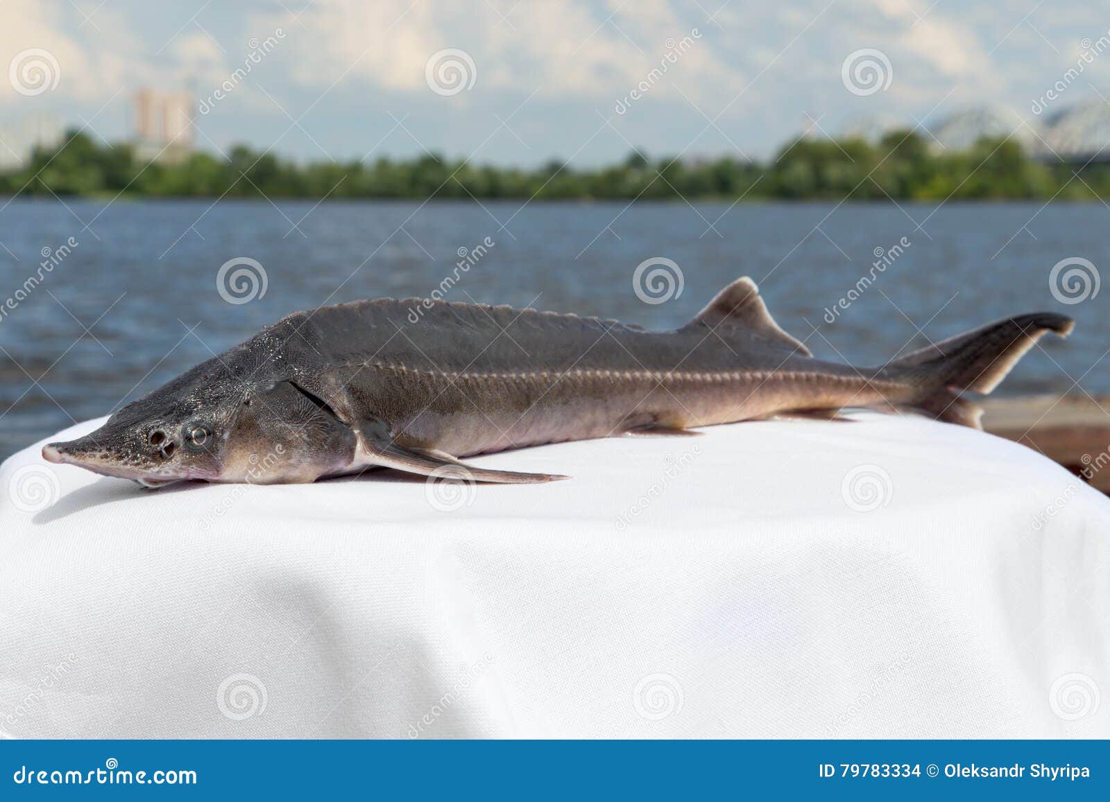 Grand esturgeon photo stock. Image du freshwater, verticale - 79783334