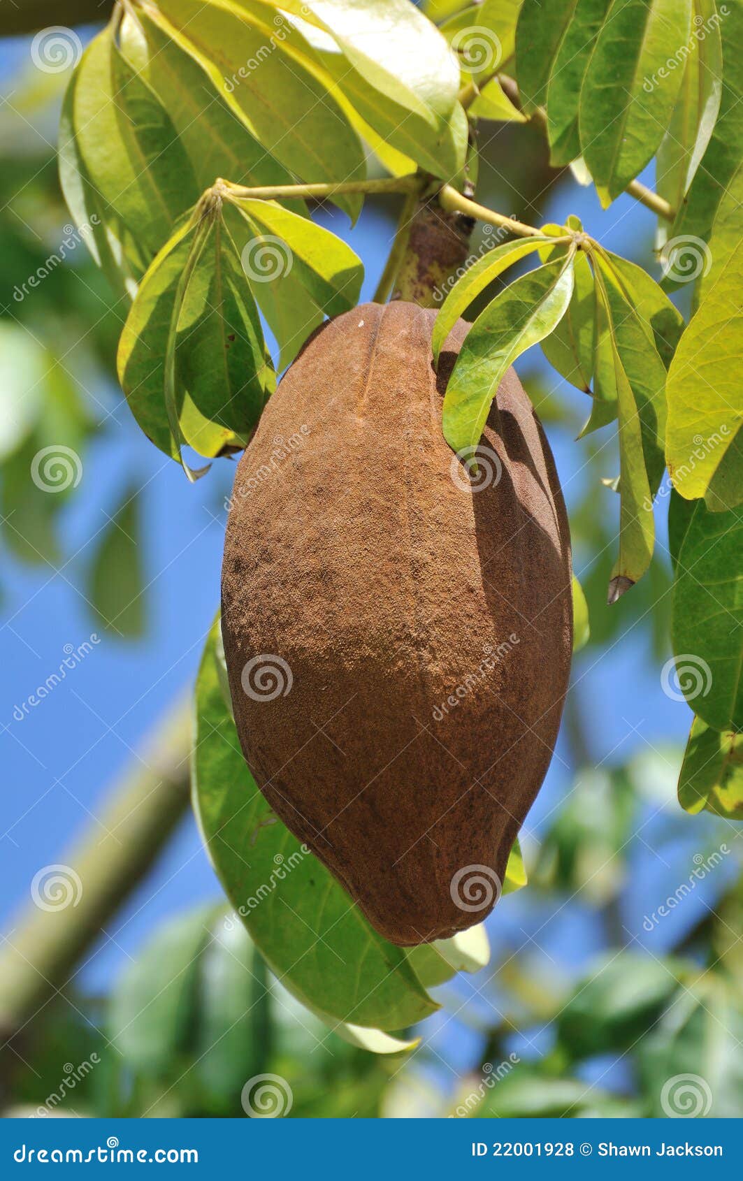 Grand Fruit Tropical Dans L'arbre Photo stock - Image du bleu, arrêter ...