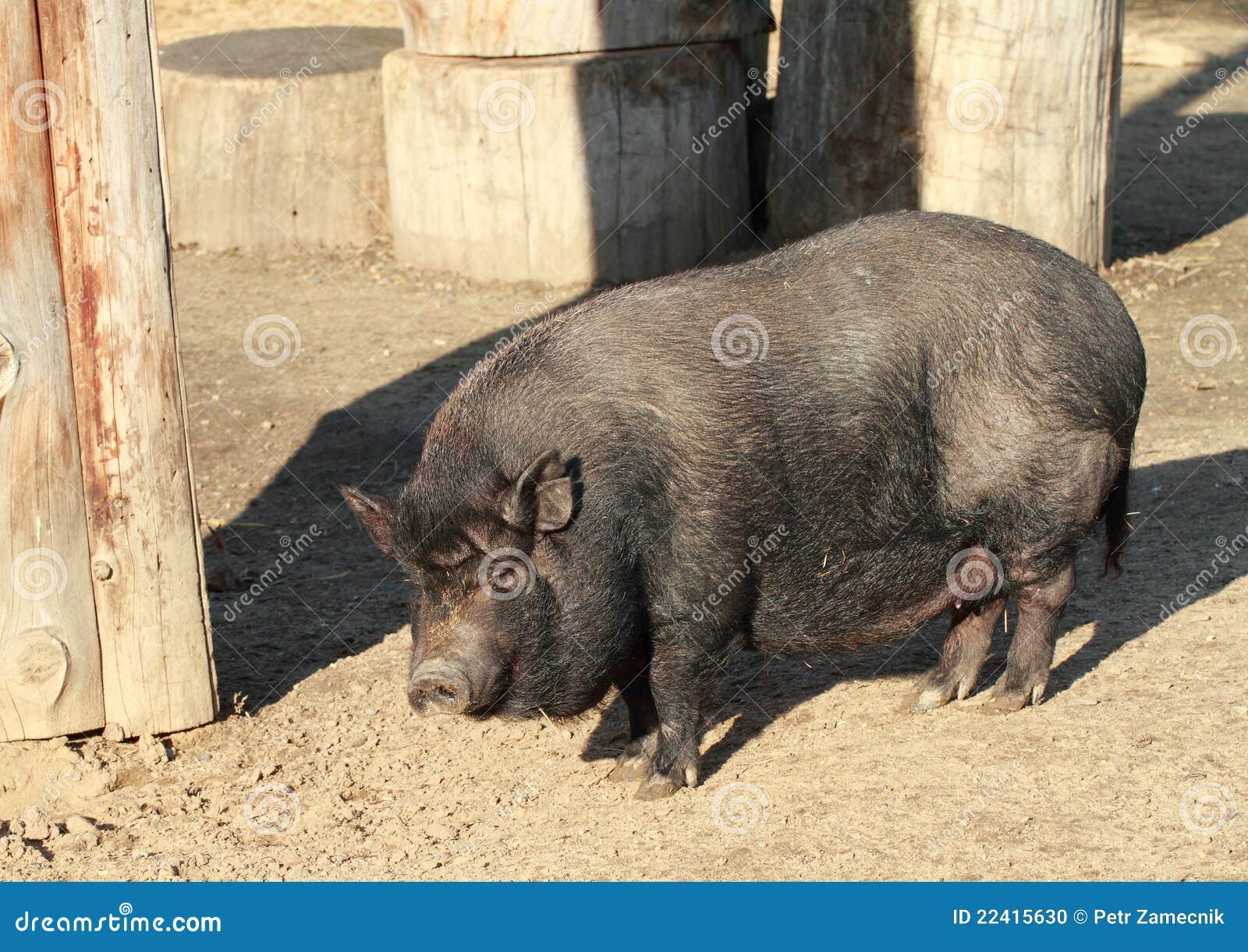 Grand gros porc photo stock. Image du gris, gros, grand - 22415630