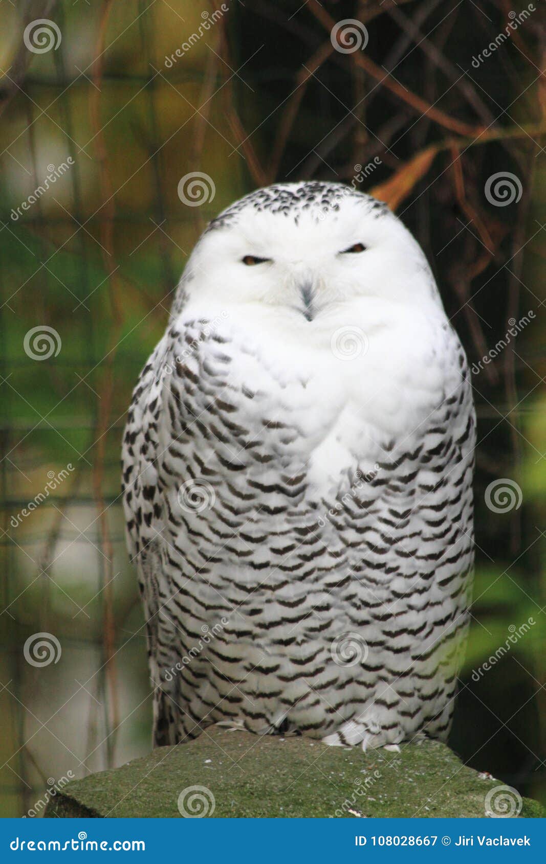 Grand Hibou Blanc (scandiacus De Bubo) Image stock - Image du neigeux ...